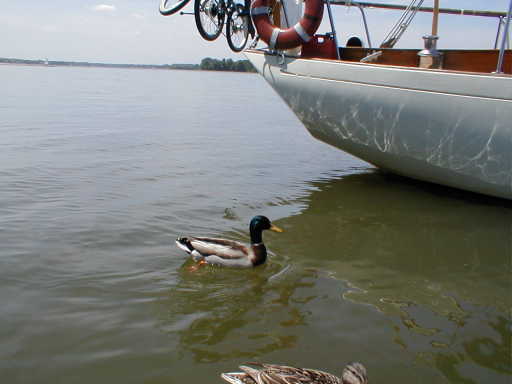 May 8, 2001 - Sillery Bay, Magothy River, Chesapeake Bay, Maryland